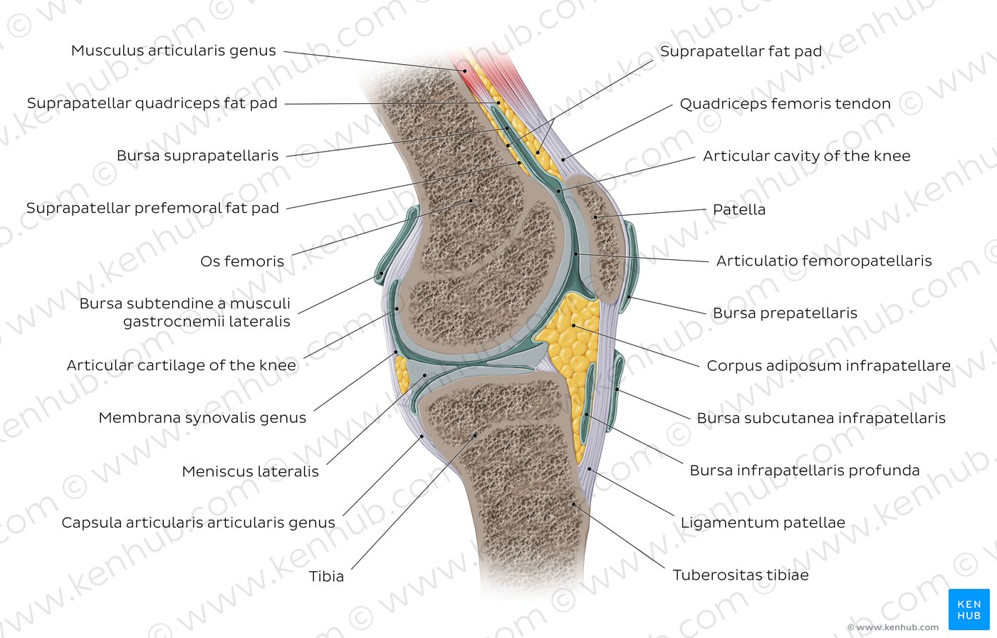 Kniegelenk - Aufbau, Funktion und Arthrose | Kenhub