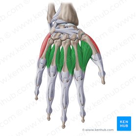 Palmar interossei: Origin, insertion, action, innervation | Kenhub