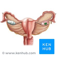 corpus albicans function