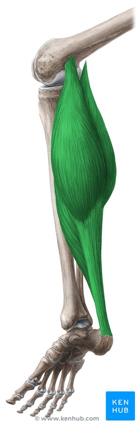 Triceps surae: Attachments, innervation, function | Kenhub
