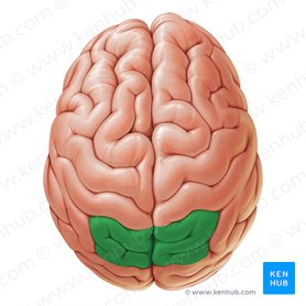 Gyri: Anatomy and the important ones | Kenhub