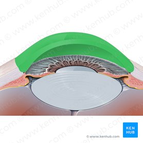 Cornea: Anatomical structure and function | Kenhub