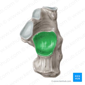 Fersenbein (Calcaneus) - Anatomie, Funktion, Fersensporn | Kenhub