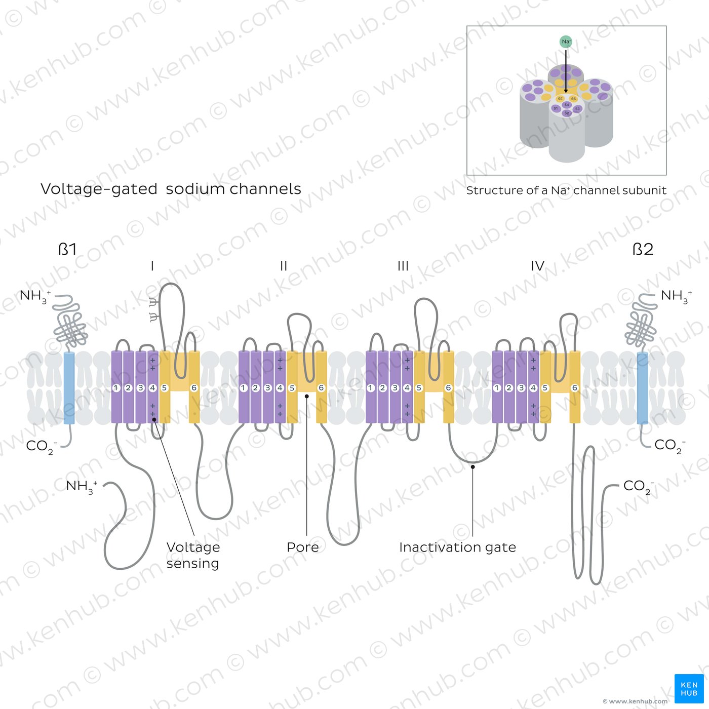 Voltage-gated ion channels: Structure, types and function | Kenhub