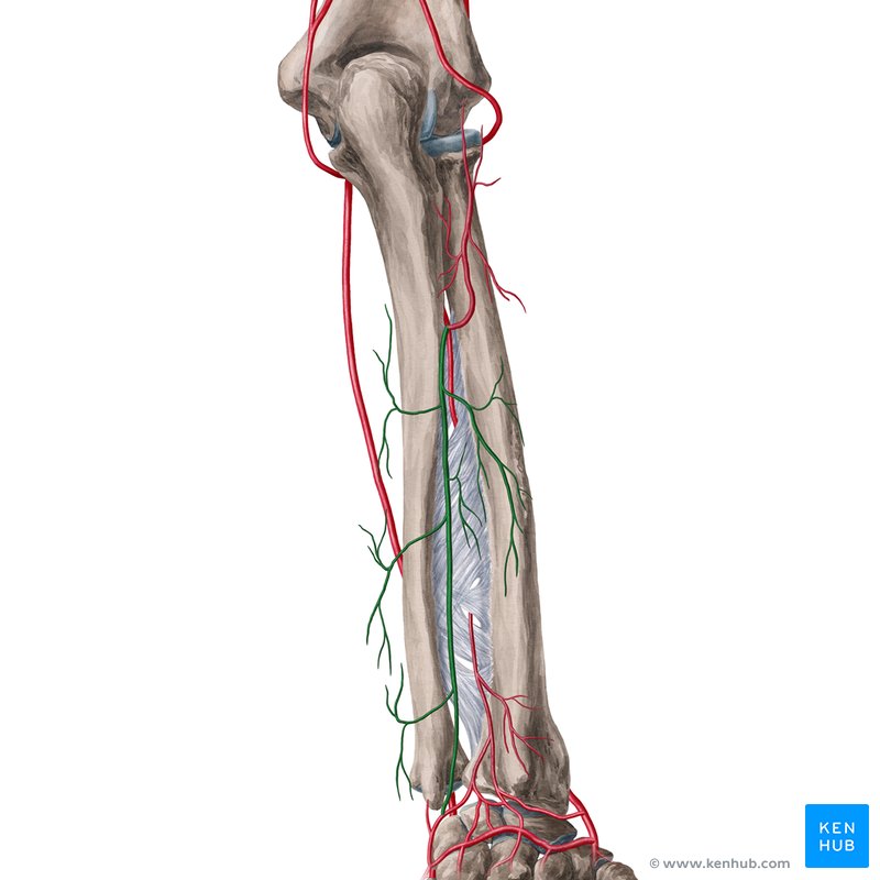 Posterior interosseous artery: Anatomy, branches, supply | Kenhub