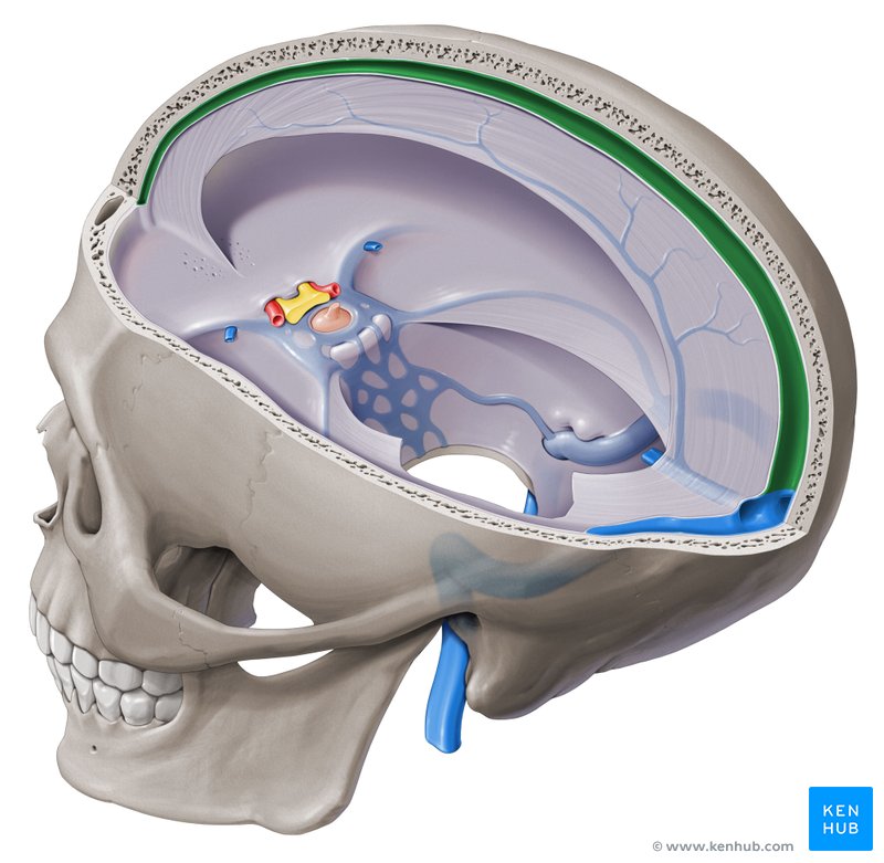 Superior sagittal sinus: Anatomy, tributaries, drainage | Kenhub