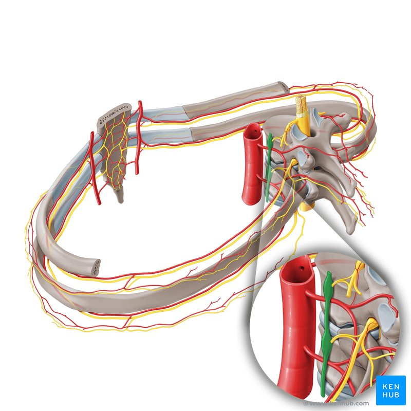 Truncus sympathicus - Anatomie, Funktion, Klinik | Kenhub