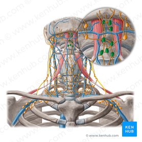 Submental lymph nodes | Kenhub