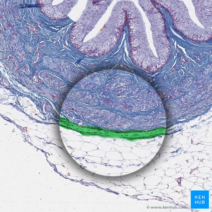 Adventitia: Structure and function | Kenhub