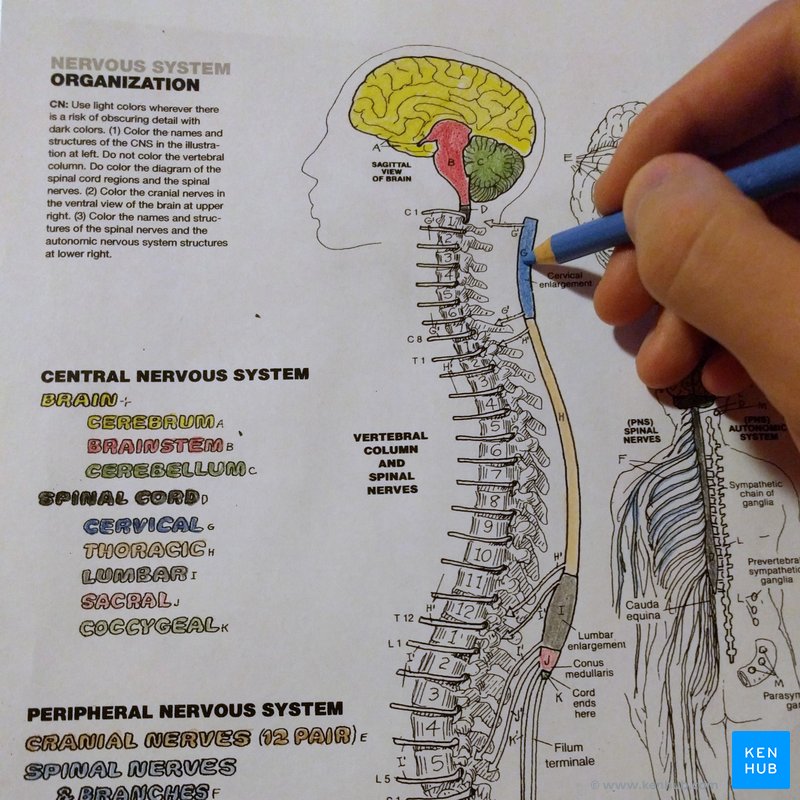 online anatomy coloring pages free