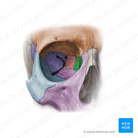 Lacrimal bone: Anatomy, borders and function | Kenhub