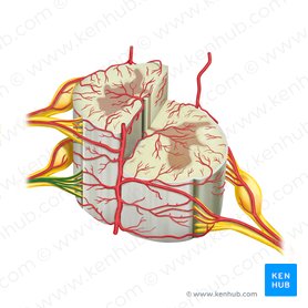 Spinal cord: Blood supply and anatomy | Kenhub