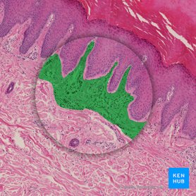 Loose connective tissue: Components and function | Kenhub