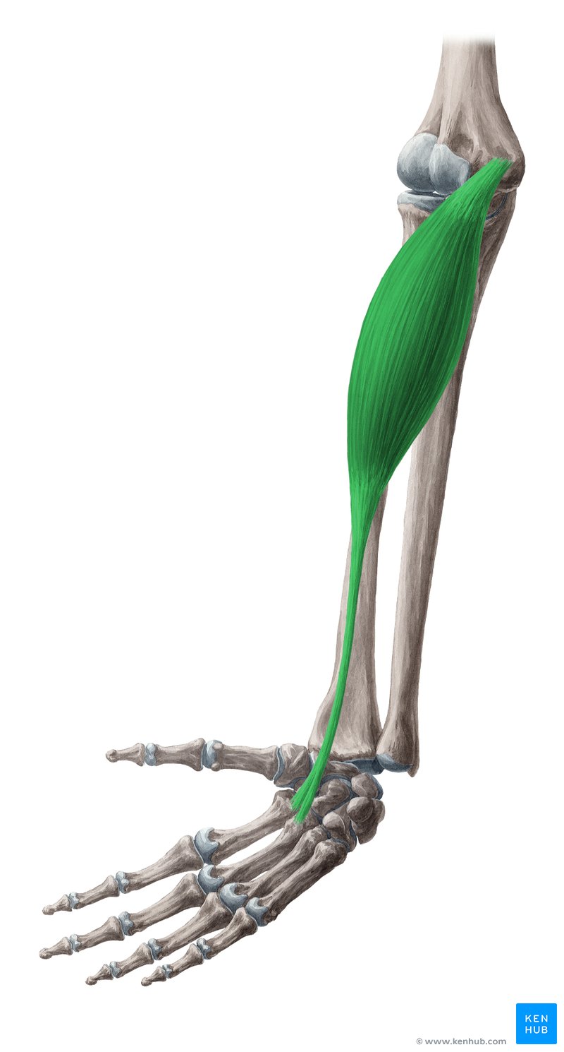 Musculus flexor carpi radialis - Anatomie & Funktion | Kenhub