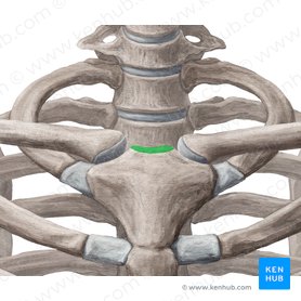Sternum (Brustbein) - Anatomie, Knochen, Aufbau & Gelenke | Kenhub