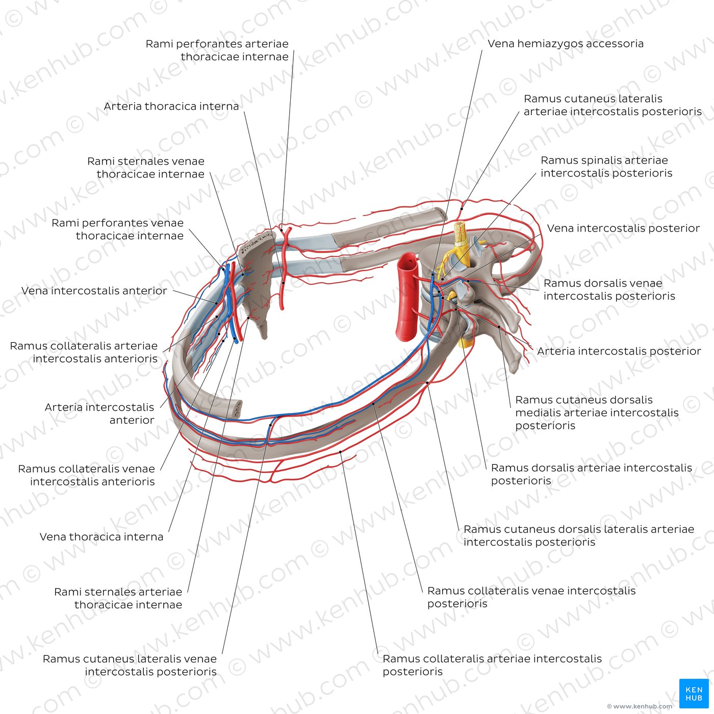 Arteriae intercostales posteriores - Anatomie und Äste | Kenhub
