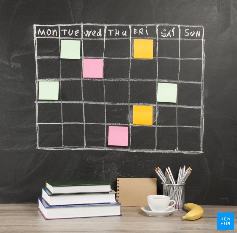Create your own personalized study plan | Kenhub