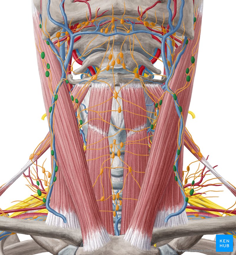 Cavidades oral e nasal: Drenagem Linfática | Kenhub