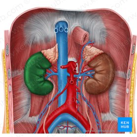 Riñones: Anatomía, función y estructura interna | Kenhub