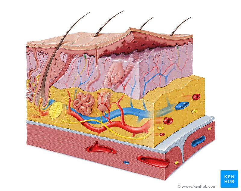 Corpúsculos de Meissner: Anatomía, ubicación y función | Kenhub