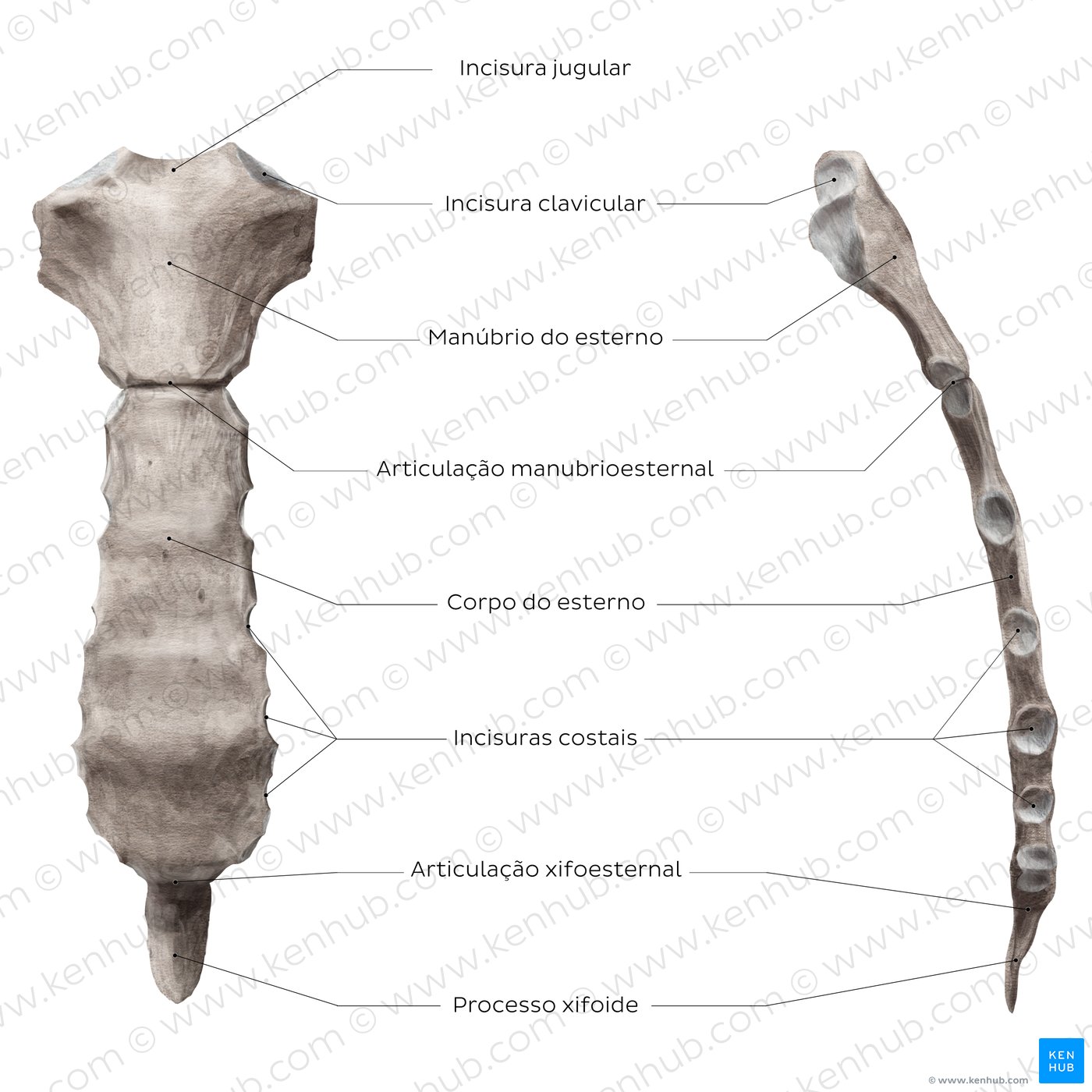 Esterno: Anatomia, partes e ilustrações | Kenhub