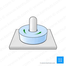 Pivot joint: Anatomy, movements and function | Kenhub