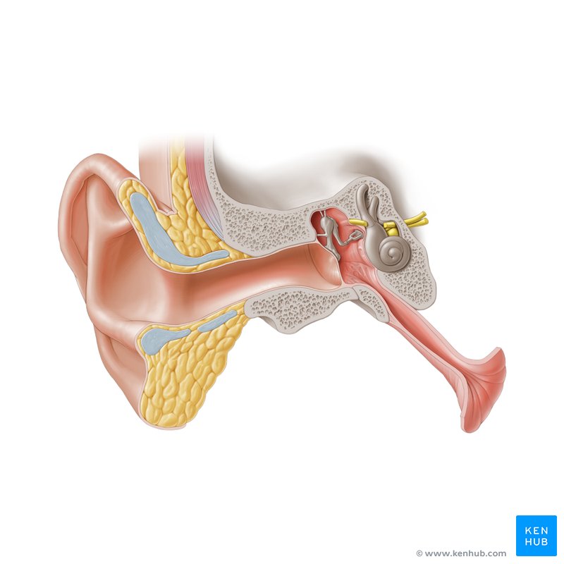 Dibujo De Oreja Vista Frontal Oído Externo: Anatomía, Partes,