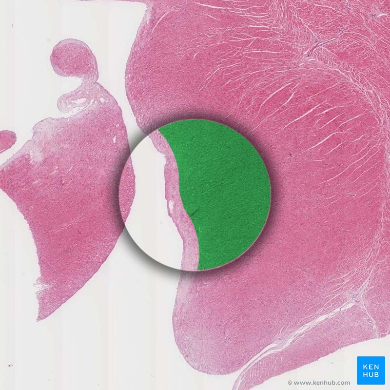 Myocardium: definition, structure and function | Kenhub