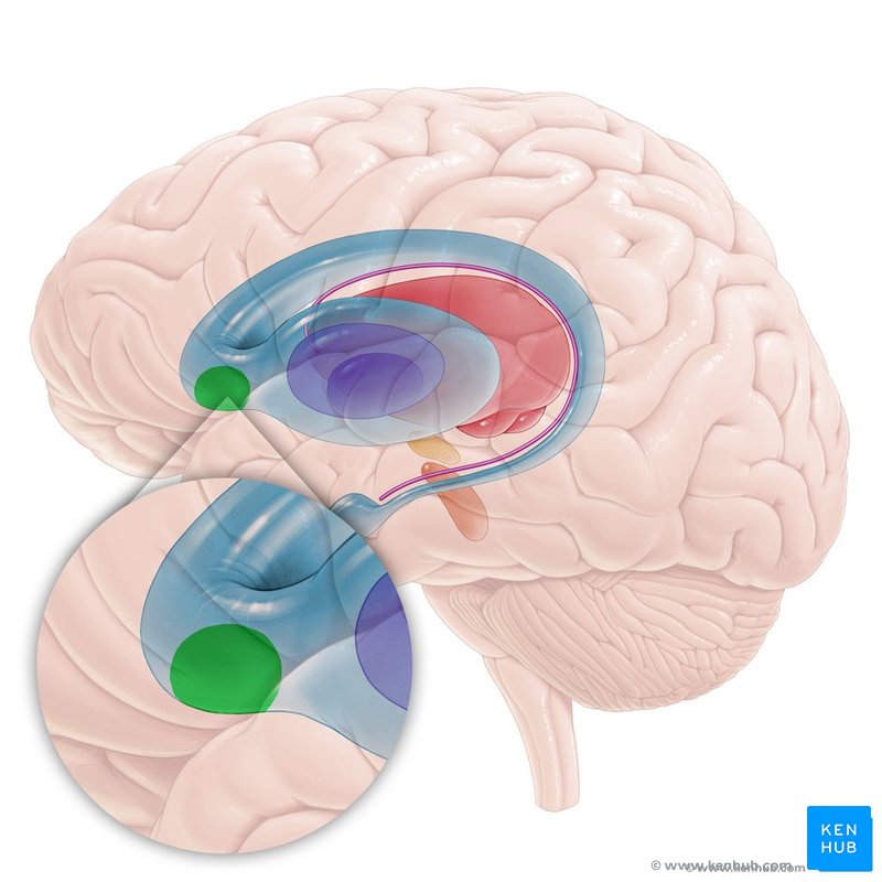 Nucleus accumbens: anatomy and function | Kenhub