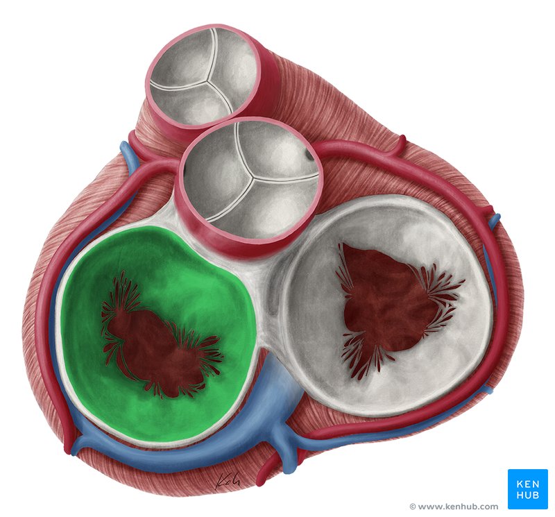 Ciclo cardíaco: Definição e fases (sístole e diástole) | Kenhub