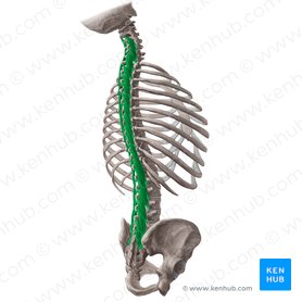 Músculo multífido: Origem, Inserção, Ação | Kenhub