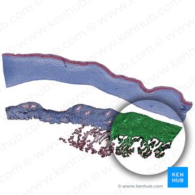 Ciliary body: anatomy and function | Kenhub