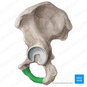Hip bone - ilium, ischium and pubis | Kenhub