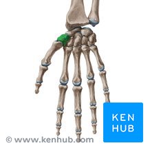 Trapezium bone: anatomy, function and features | Kenhub