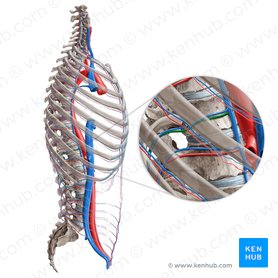 Intercostal arteries and blood supply of thoracic wall | Kenhub