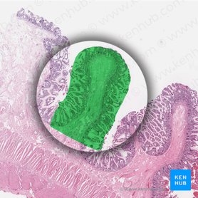 Small intestine: Anatomy, location and function | Kenhub