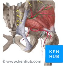 superior gluteal nerve function