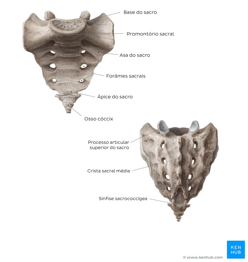 Coluna vertebral: Anatomia, vértebras, articulações | Kenhub