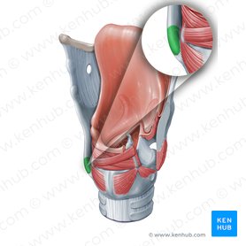 Thyroid cartilage: structure and function | Kenhub