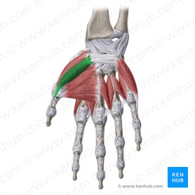 Flexor pollicis brevis: Origin, insertion and action | Kenhub