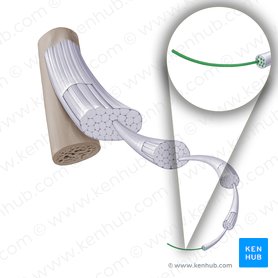 Tendon: Anatomical structure and function | Kenhub