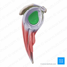 Articulação do ombro (glenoumeral) - Anatomia e músculos | Kenhub