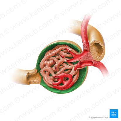 Glomerular capsule: Anatomy and function | Kenhub