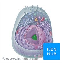 Nucléolo: Definição, estrutura e função | Kenhub