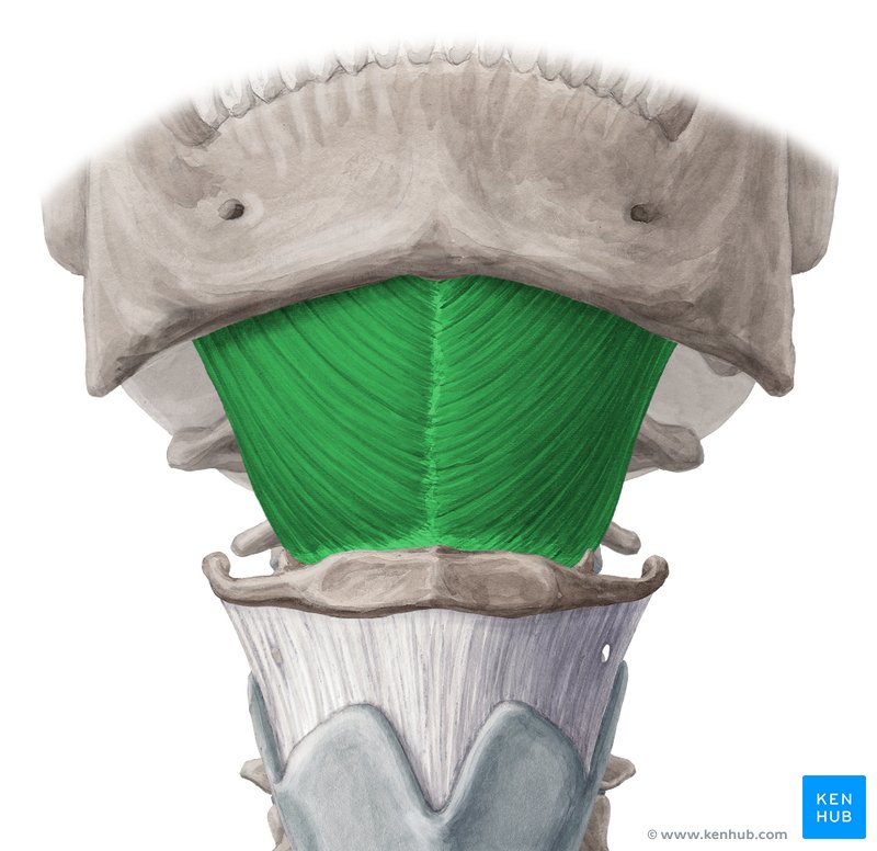 Mylohyoid: Origin, insertion, innervation and action | Kenhub