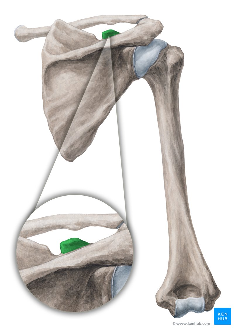 Coracoid Process Anatomy Attachments And Location Kenhub