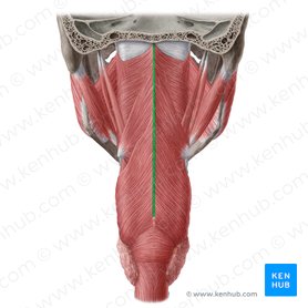 Middle pharyngeal constrictor: attachments and action | Kenhub