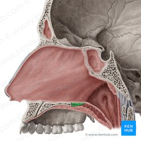 Palatine bone: Plates, borders, processes, articulations | Kenhub