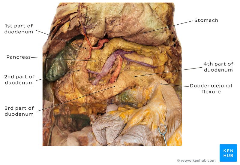 duodenum 2nd part