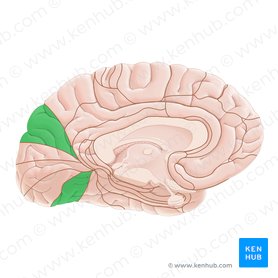 Occipital lobe: Anatomy, function and clinical relations | Kenhub
